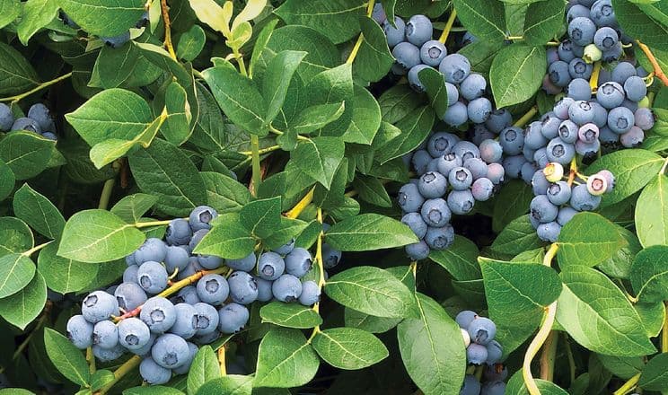 Вирощування лохини і чорниці в Україні